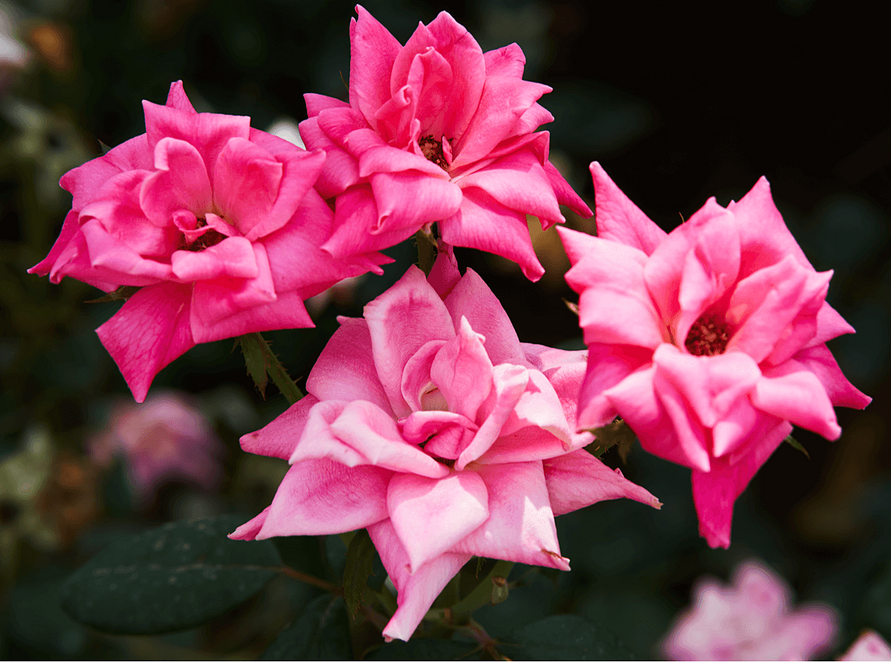 MuslimSG | 4 things to know about Shifa Bint Abdullah r.a.: The teacher ...