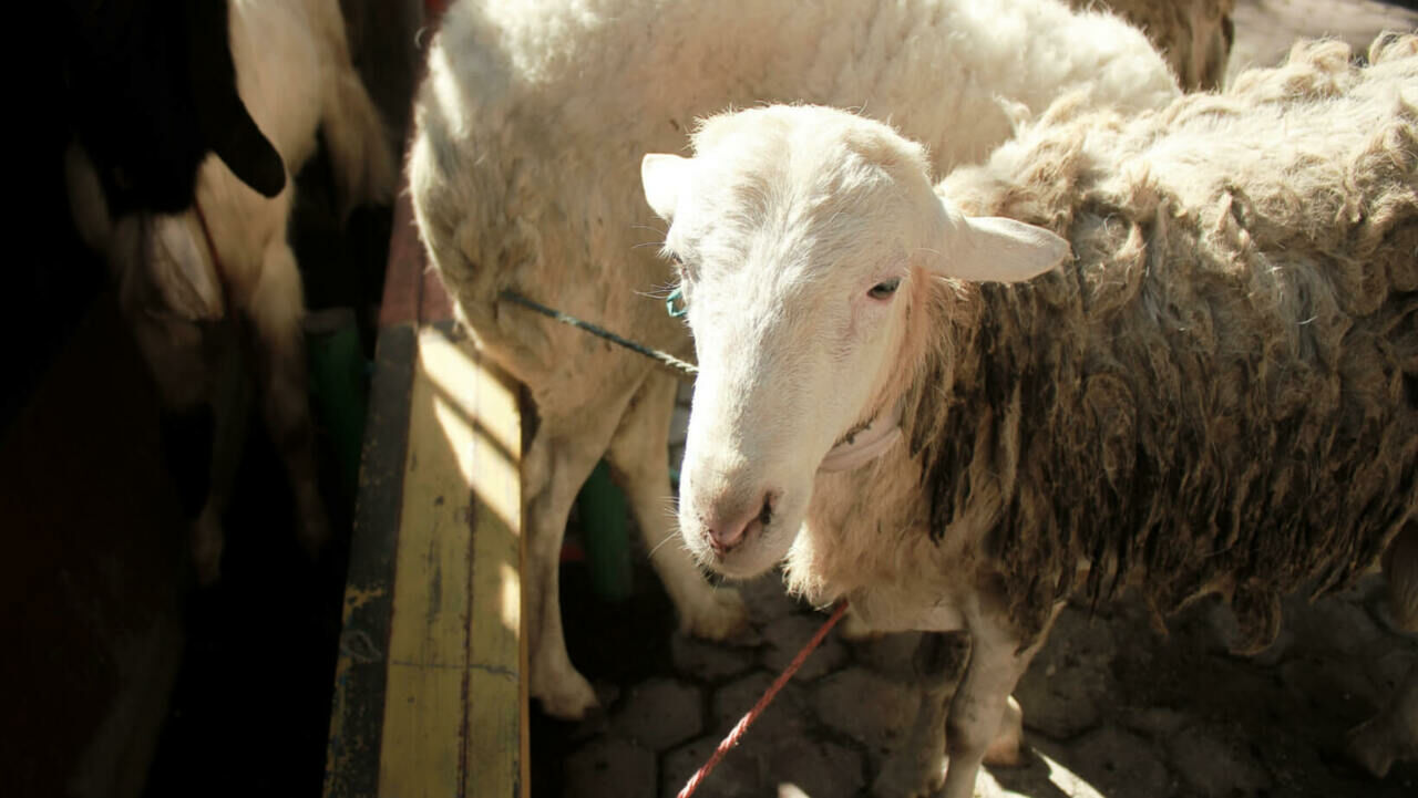 MuslimSG | The meaning, significance and rulings of korban